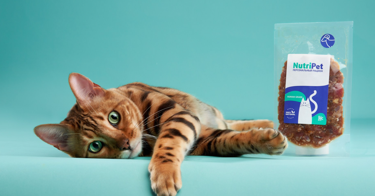 Pet Advertising Photography | Commercial Shoots with Pets. Dog ...