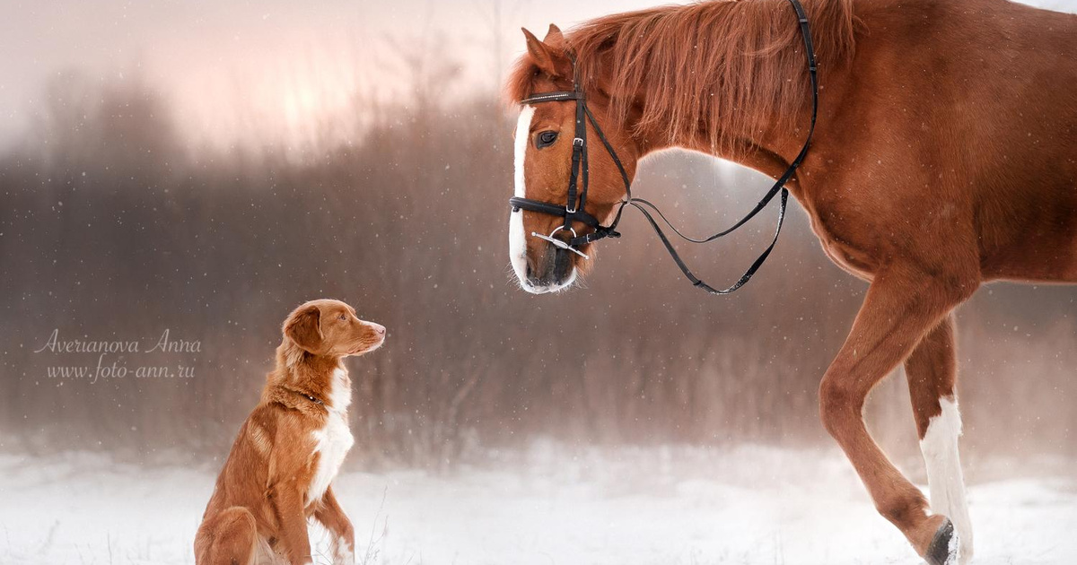 Dogs in Nature Photography | Outdoor Pet Portraits. Dog Photographer ...