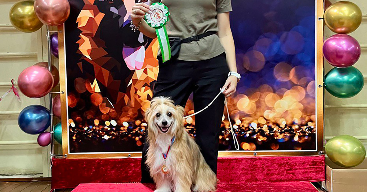 Veles' first exhibition!. Poale Ell Chinese Crested Dog Kennel: Buy a ...