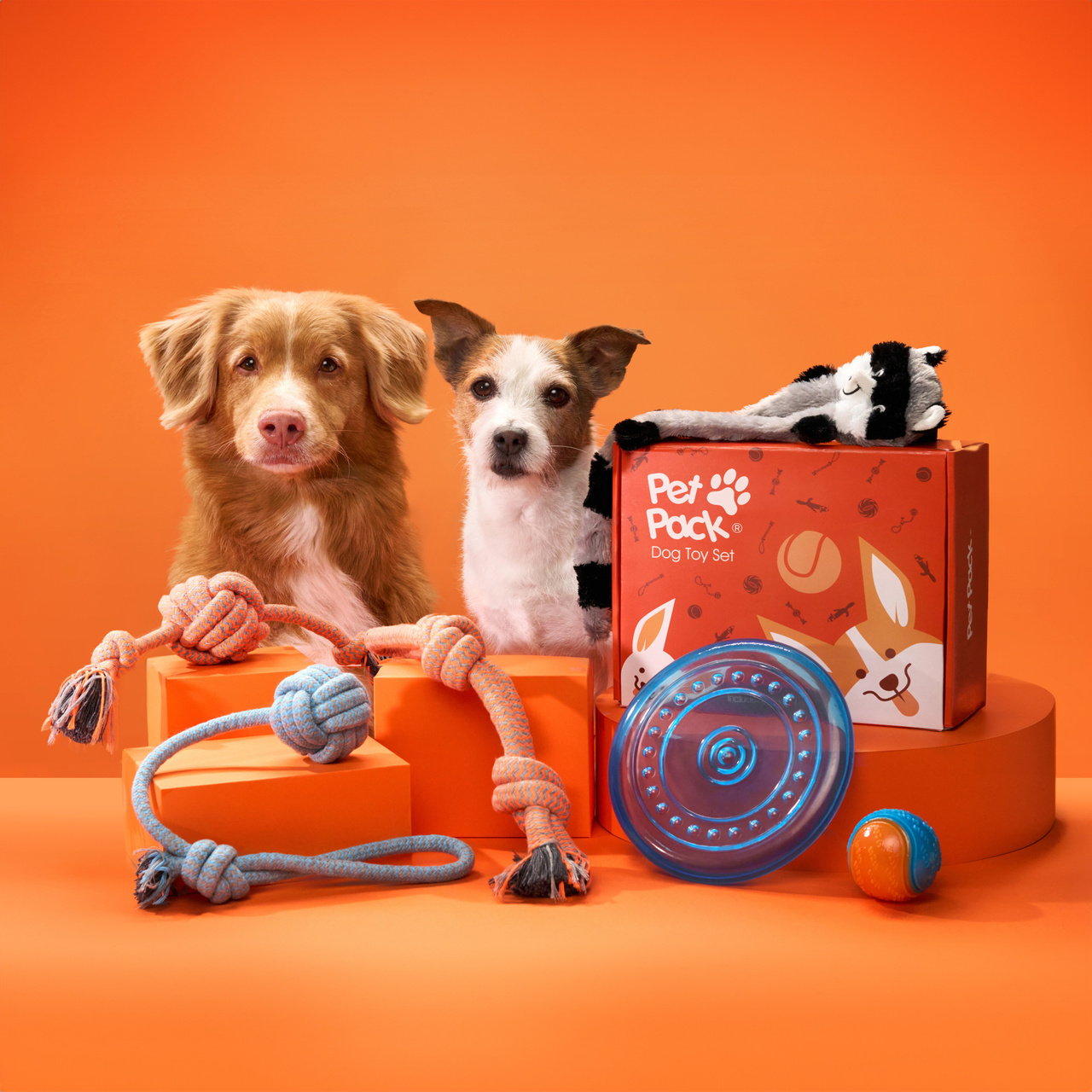 Advertising shooting with animals. Pets in advertising. Dog ...