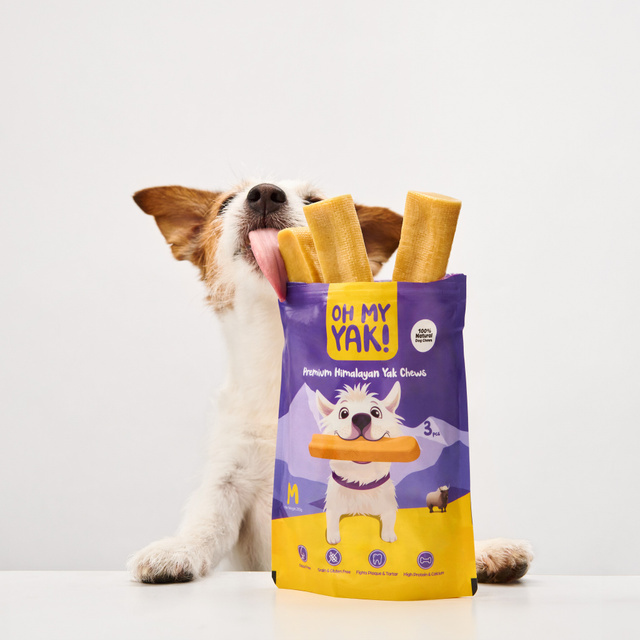 Advertising shooting with animals. Pets in advertising. Dog ...
