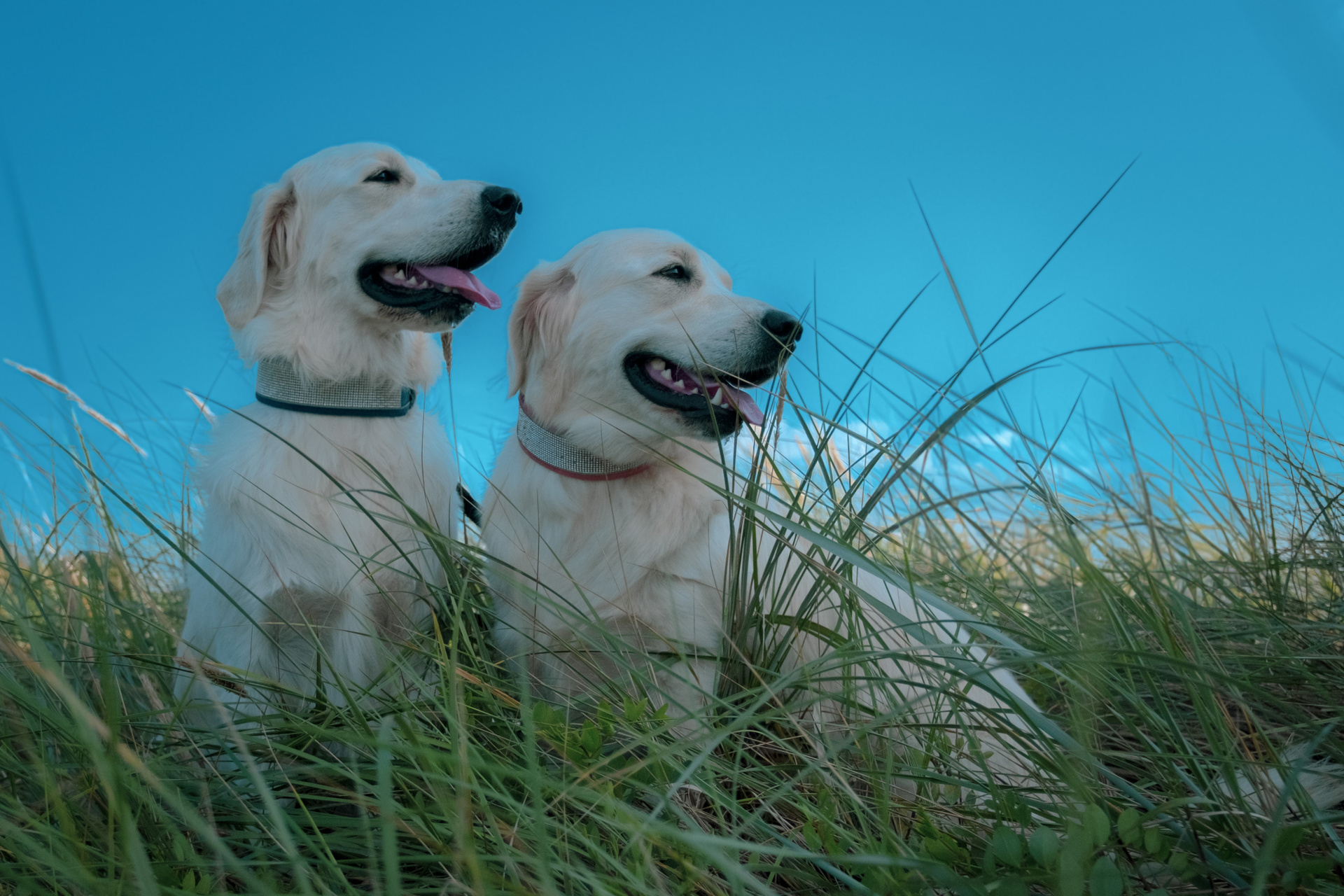 Animal Photographer Neuroillustrator